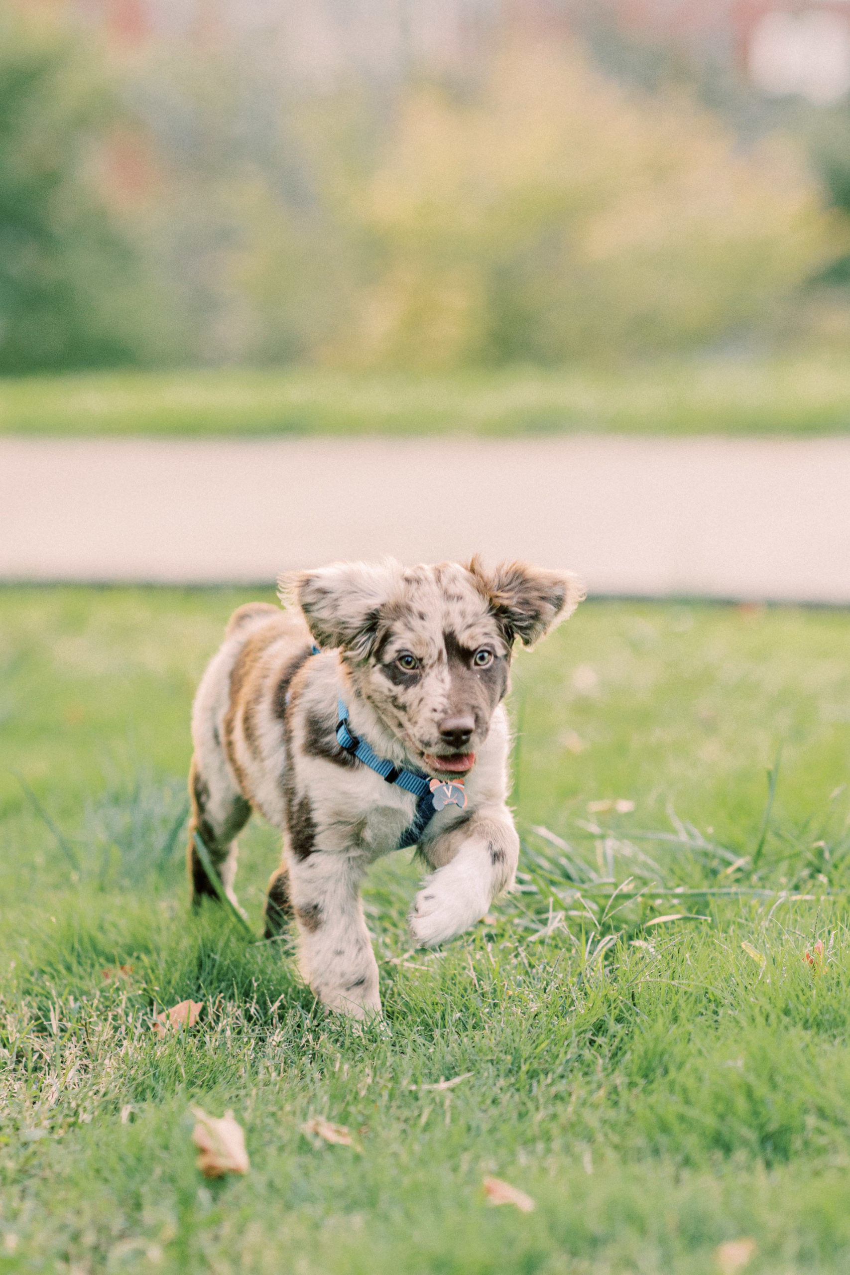 Dog Family Portraits | Libby Hill | Richmond, VA - brigitterenee.com